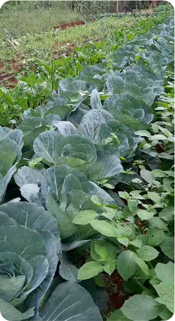 Kalimoni Greens | Buy groceries online with same day deliveries ...